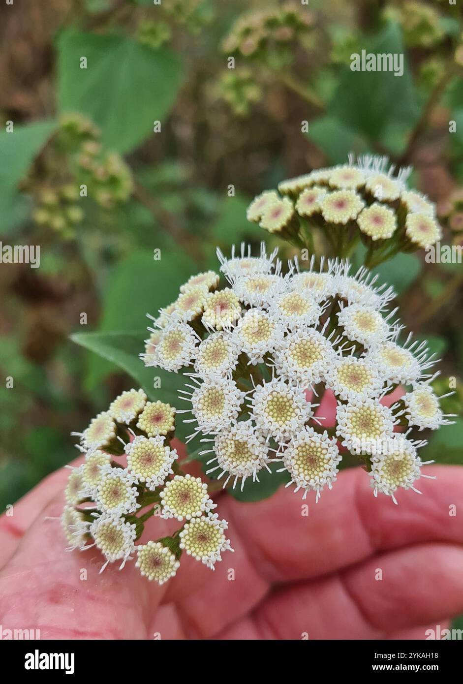 Crofton Weed (Ageratina adenophora Stock Photo - Alamy