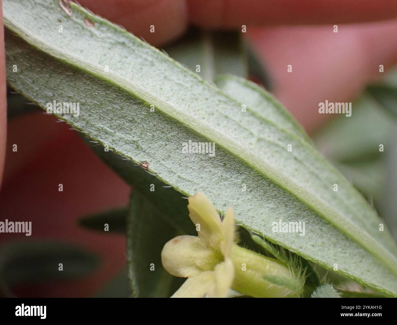 western stoneseed (Lithospermum ruderale Stock Photo - Alamy