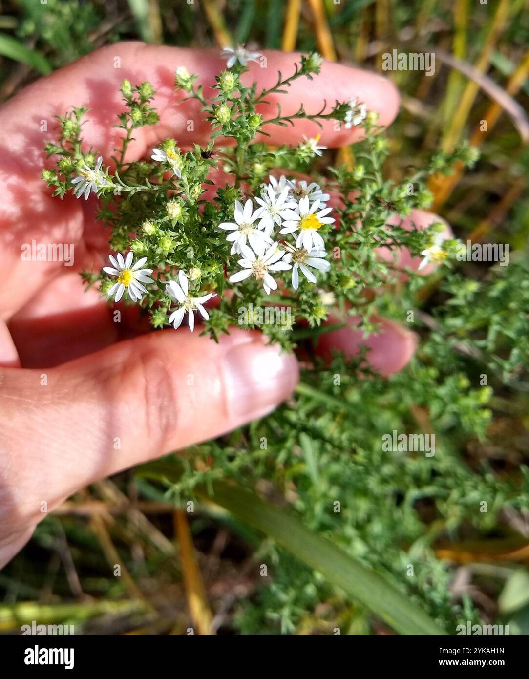 white heath aster (Symphyotrichum ericoides Stock Photo - Alamy
