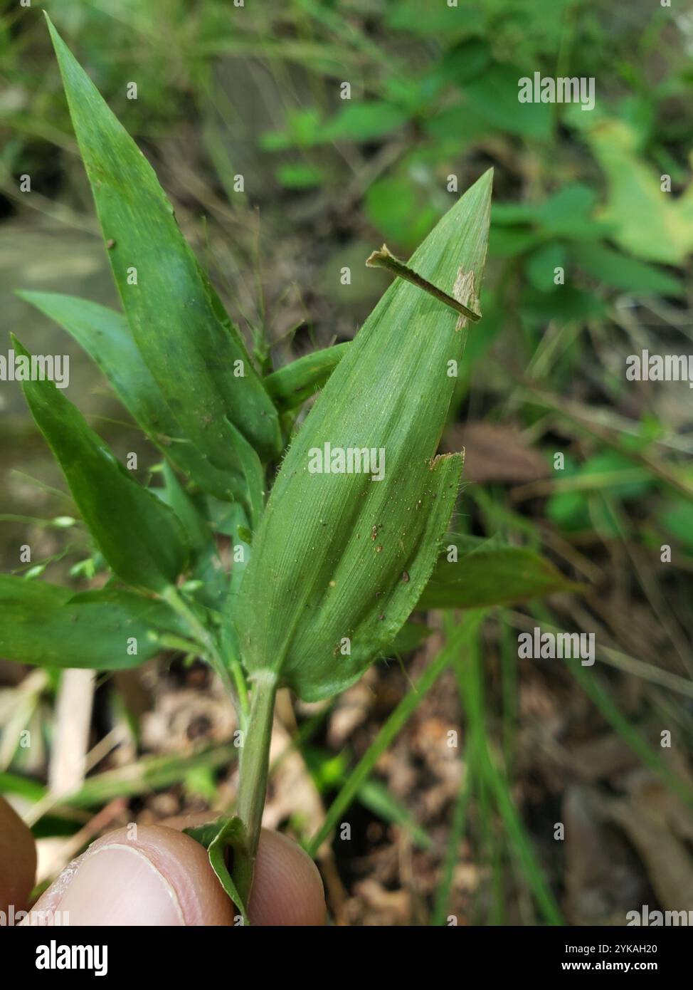 variable witchgrass (Dichanthelium commutatum Stock Photo - Alamy