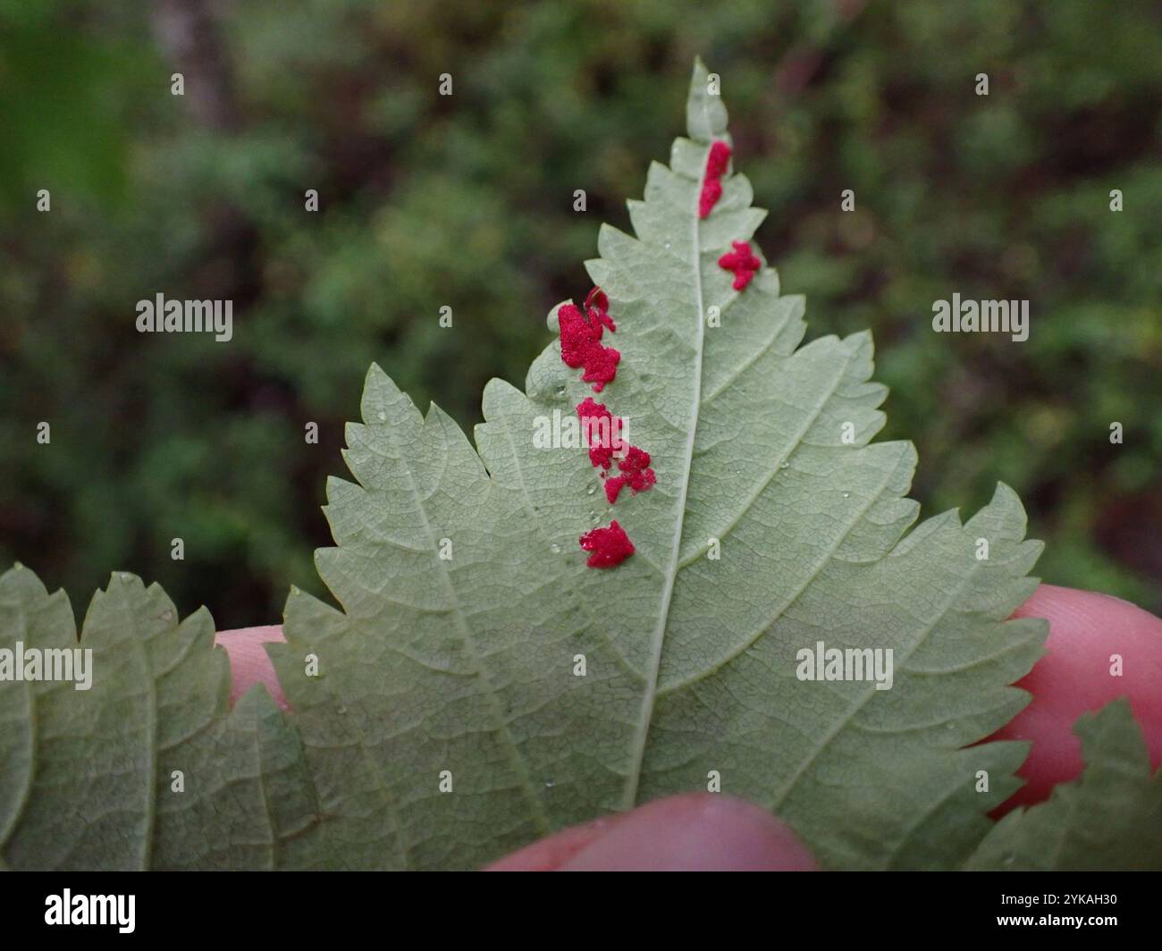 Rocky Mountain Maple Felt Mite (Aceria calaceris Stock Photo - Alamy