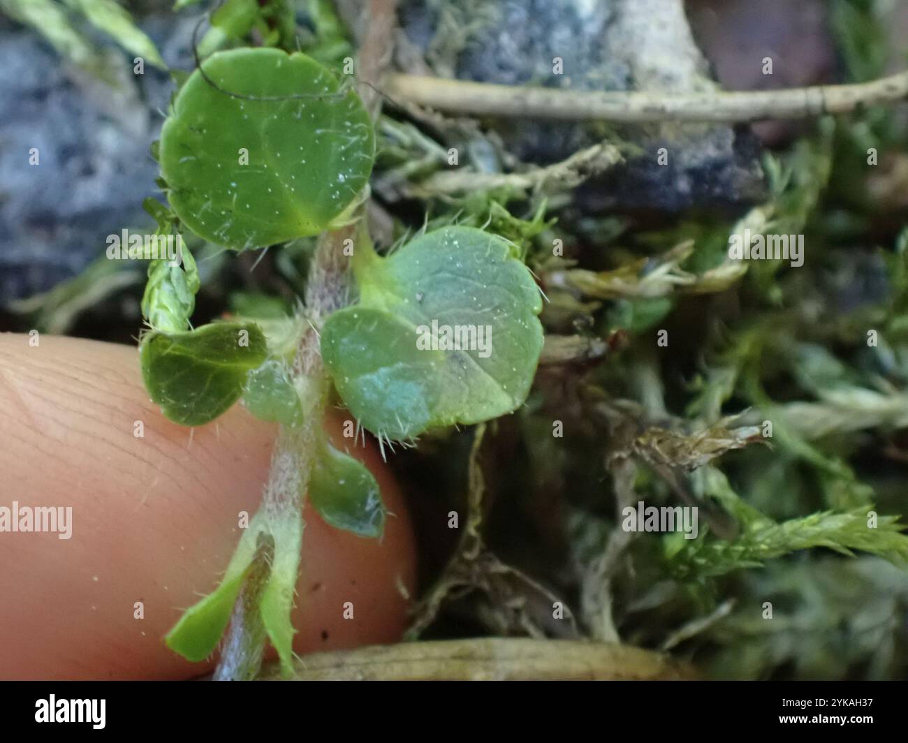 Twinflower (Linnaea borealis Stock Photo - Alamy