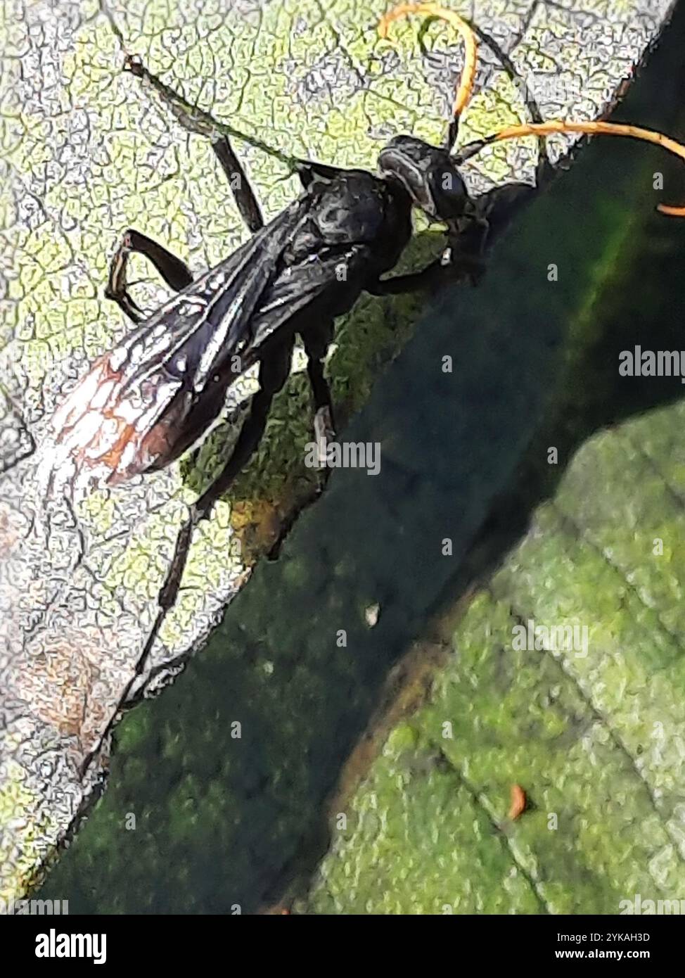 Eastern Tawny-horned Spider Wasp (Entypus unifasciatus Stock Photo - Alamy