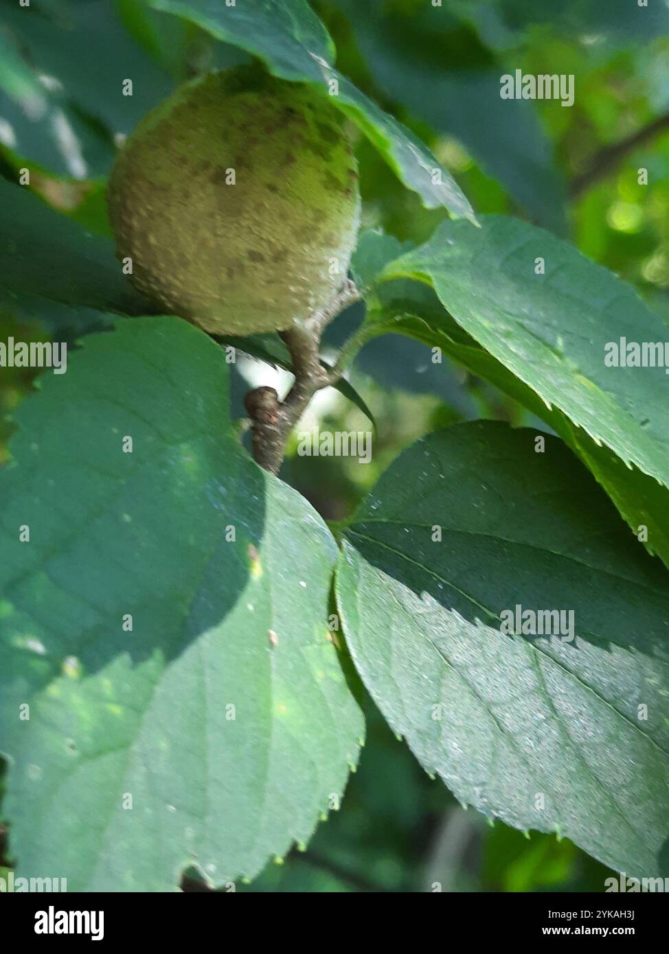 Hackberry Petiole Gall Psyllid (Pachypsylla venusta Stock Photo - Alamy