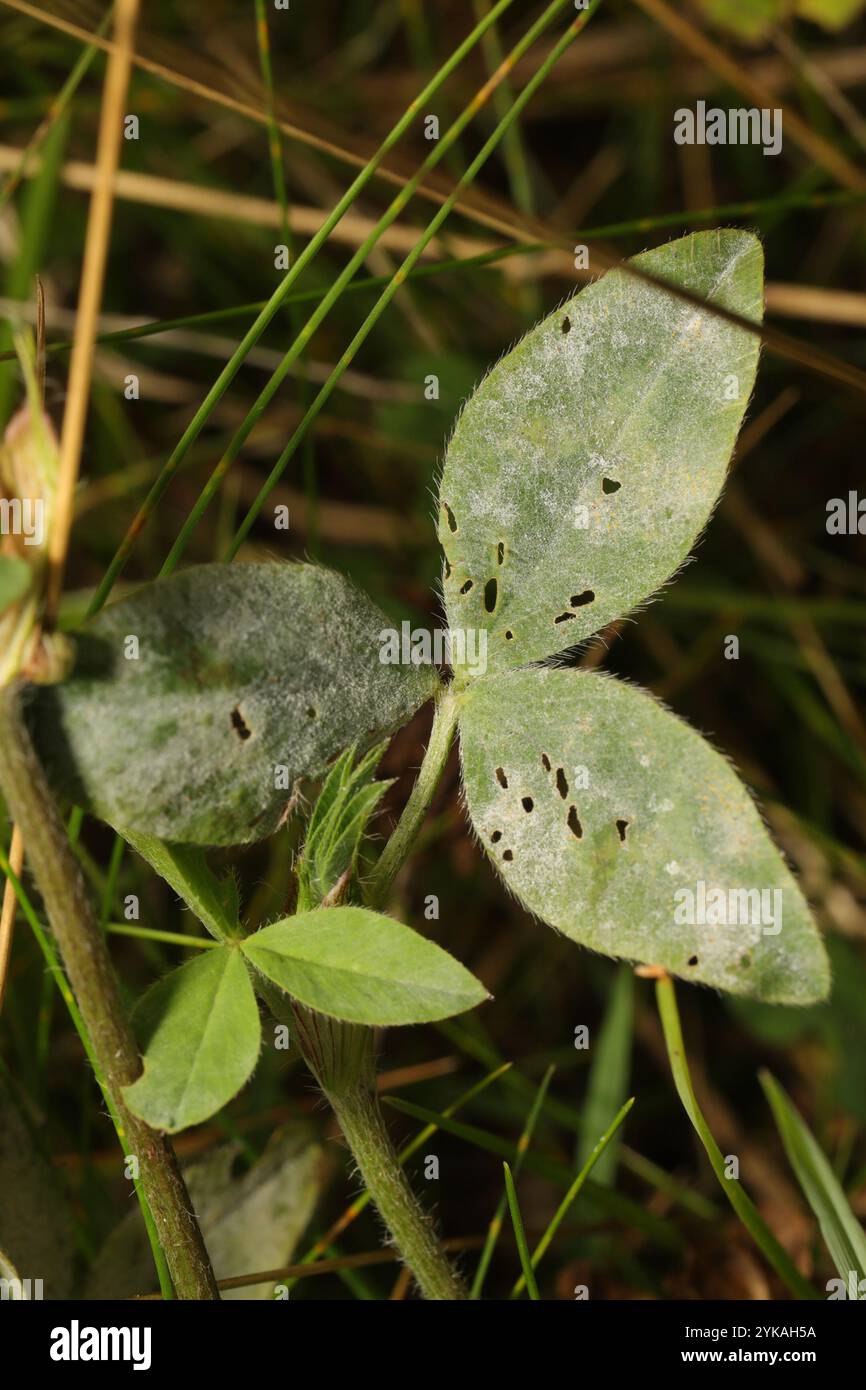legume powdery mildew group (Erysiphe pisi Stock Photo - Alamy