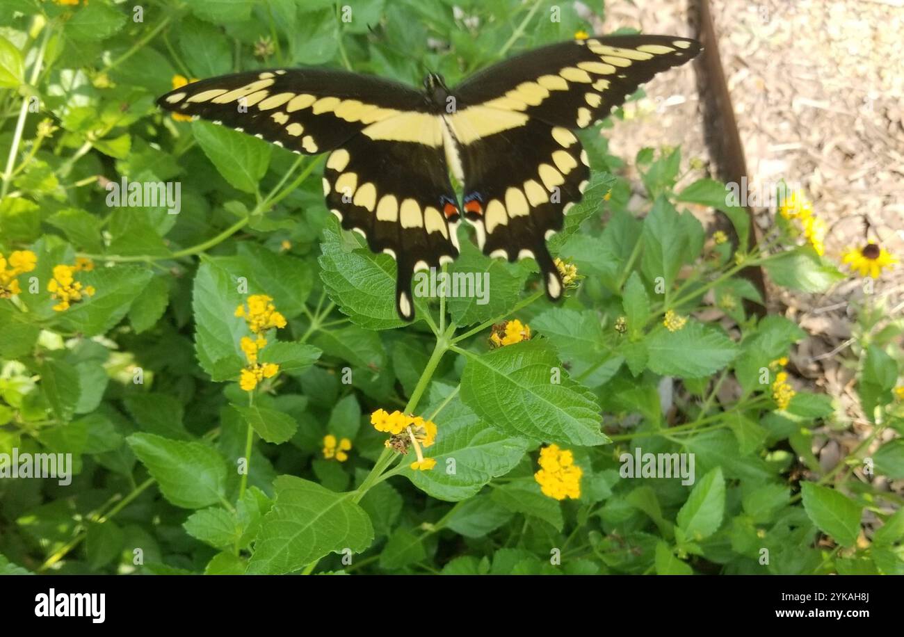 Eastern Giant Swallowtail (Heraclides cresphontes Stock Photo - Alamy