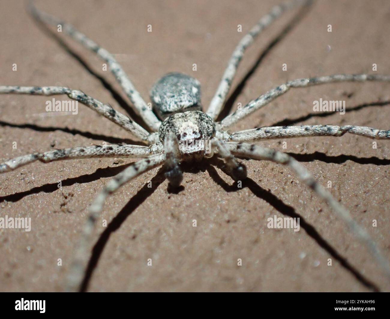 Running Crab Spiders (Philodromus Stock Photo - Alamy