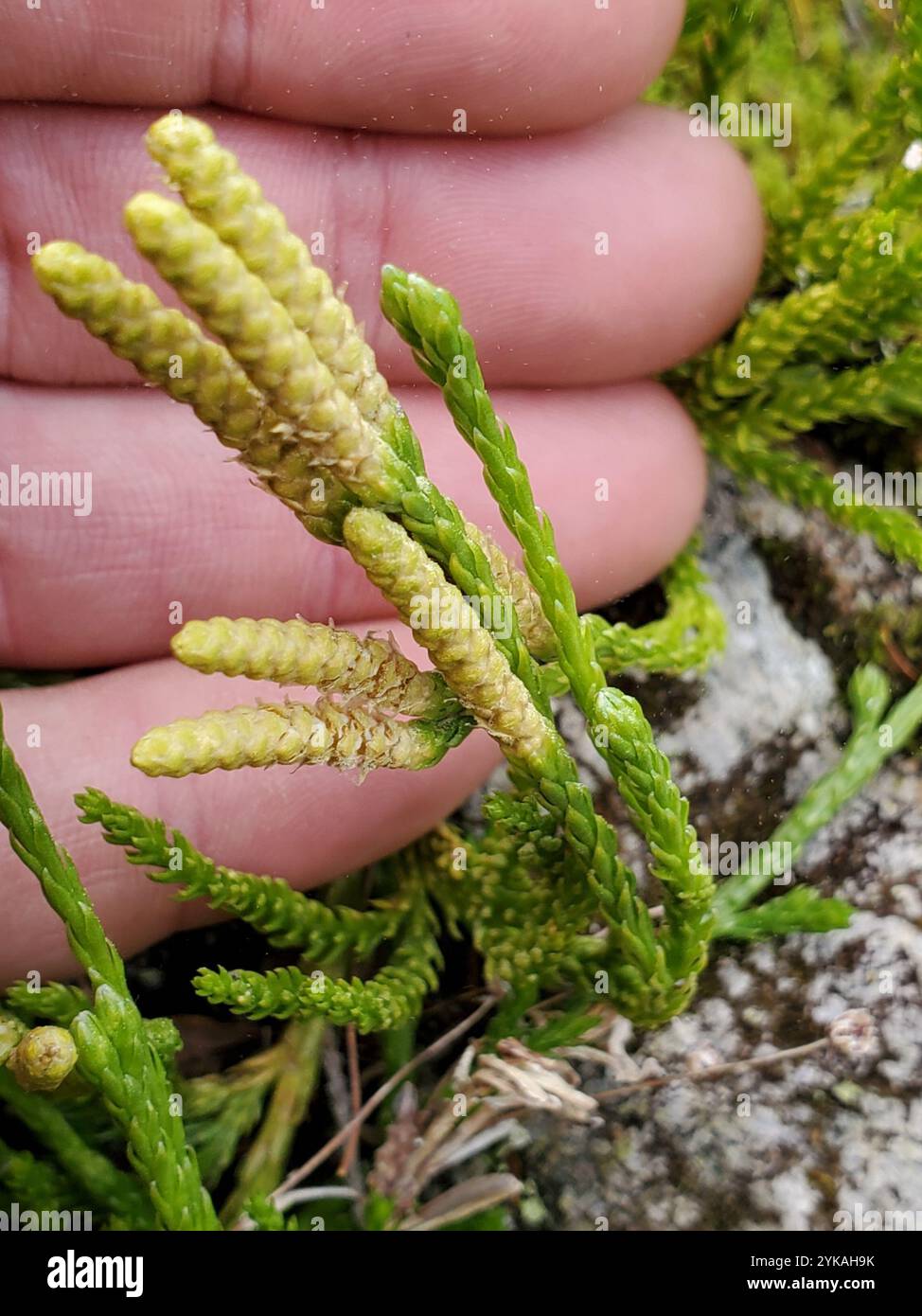 alpine clubmoss (Diphasiastrum alpinum Stock Photo - Alamy