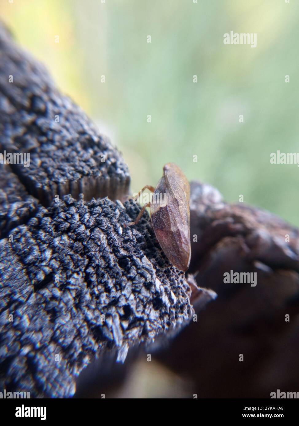Alder Spittlebug (Aphrophora alni Stock Photo - Alamy