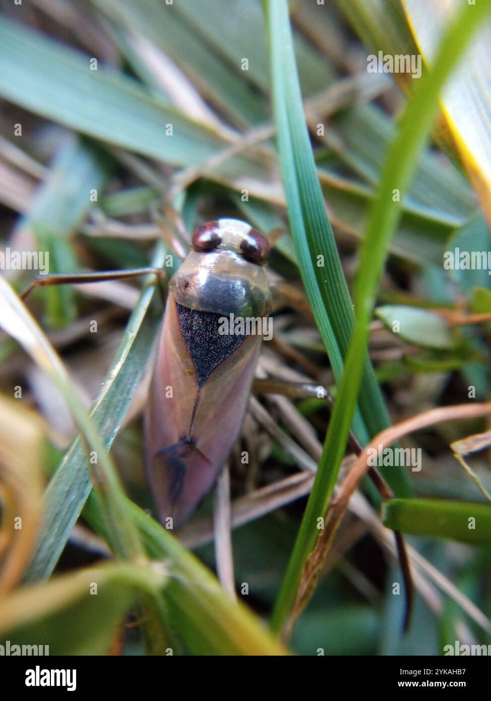 Eurasian Greater Water Boatman (Notonecta glauca Stock Photo - Alamy