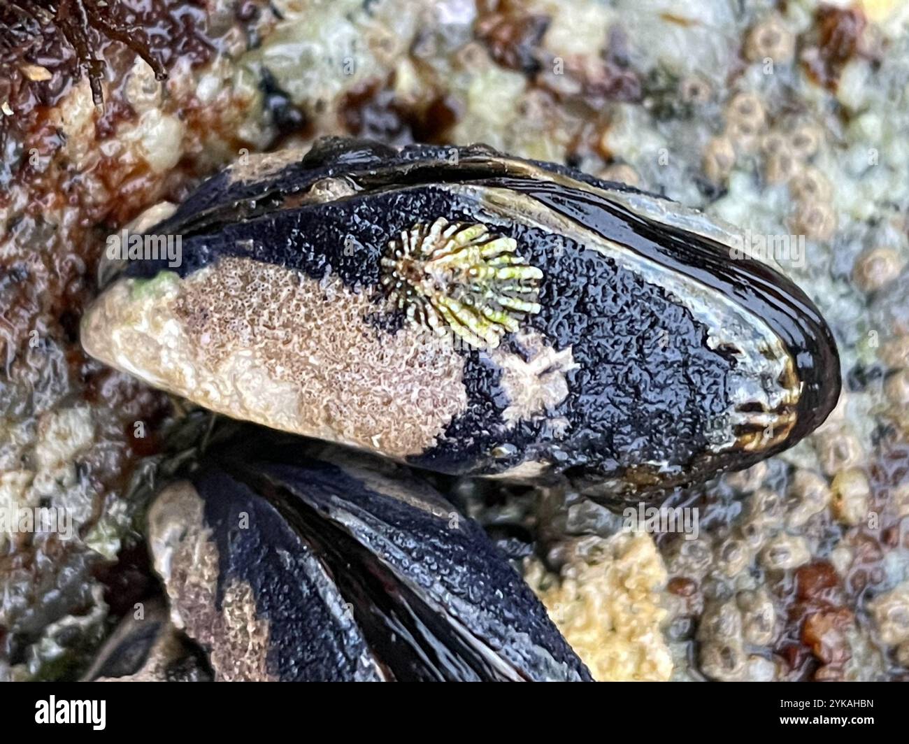 Rough Limpet (Lottia scabra Stock Photo - Alamy