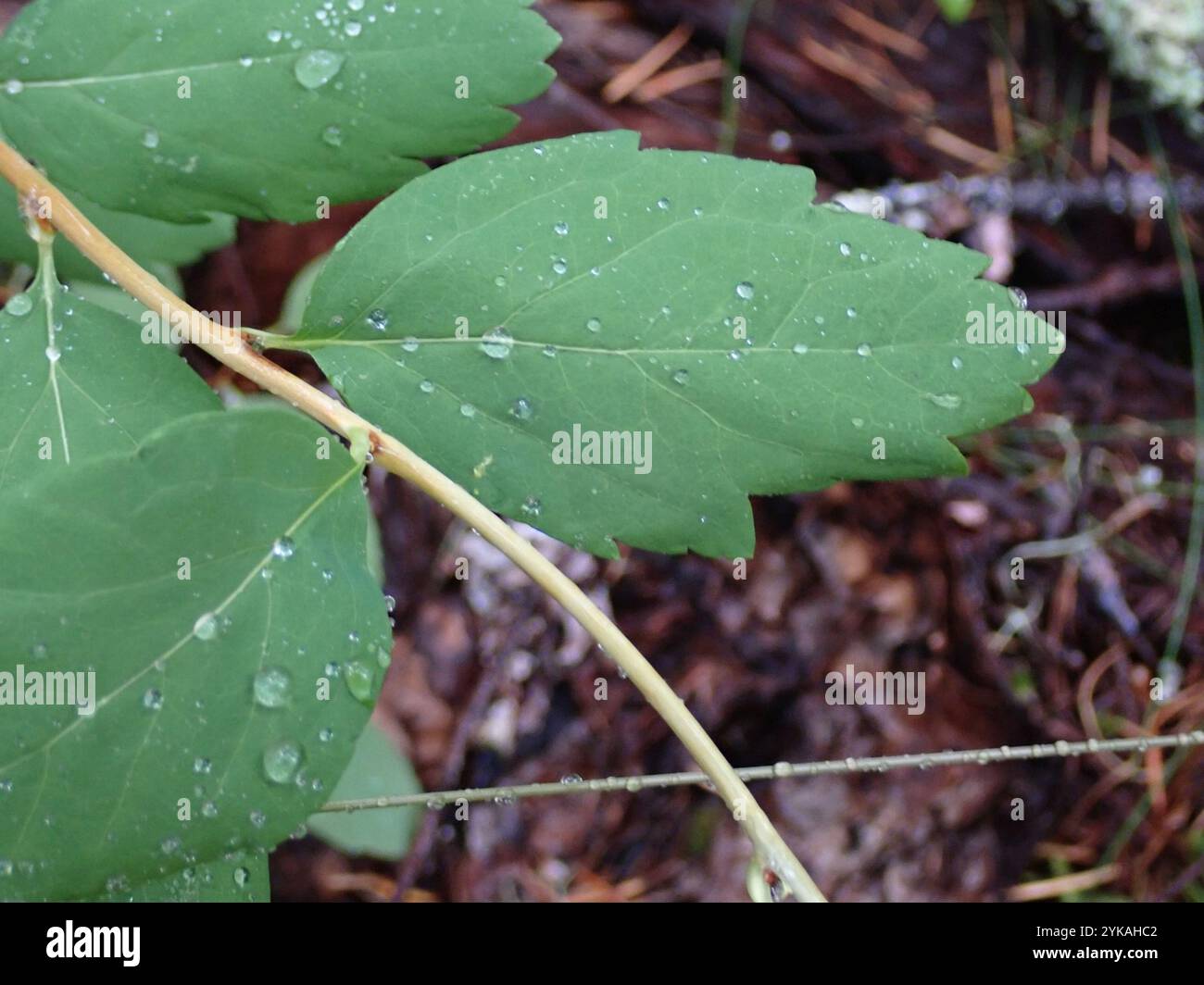 Shinyleaf Meadowsweet (Spiraea lucida Stock Photo - Alamy