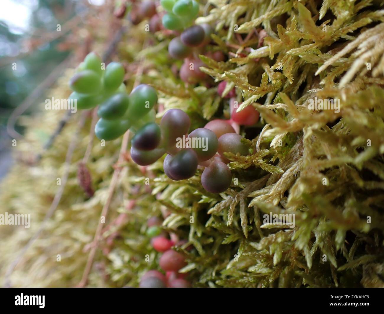 Pacific stonecrop (Sedum divergens Stock Photo - Alamy