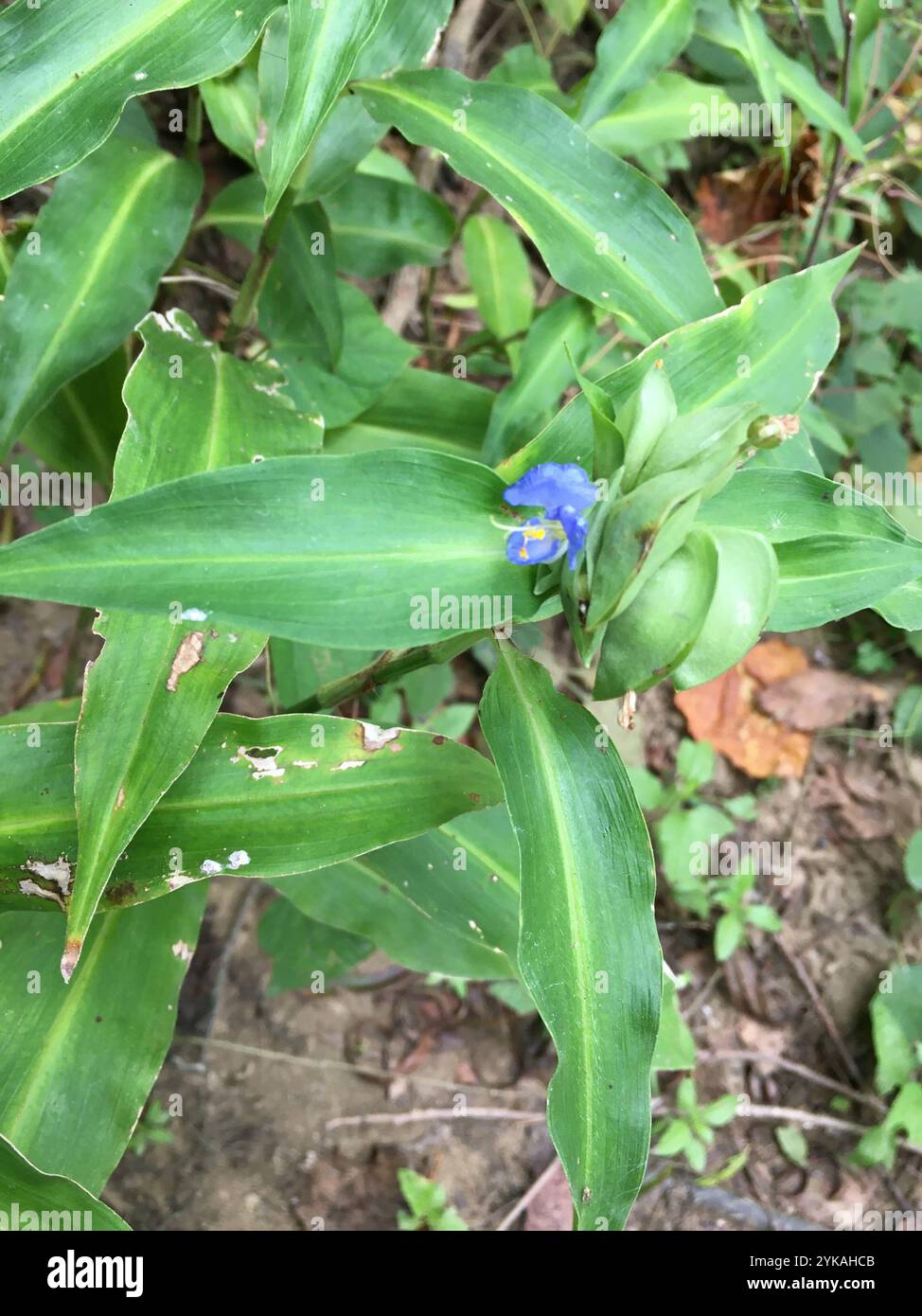Virginia Dayflower (Commelina virginica Stock Photo - Alamy