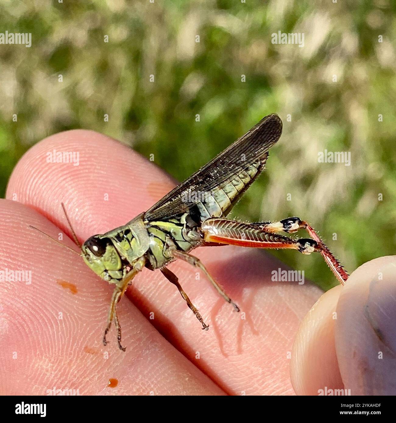 Red-legged Grasshopper (Melanoplus femurrubrum Stock Photo - Alamy