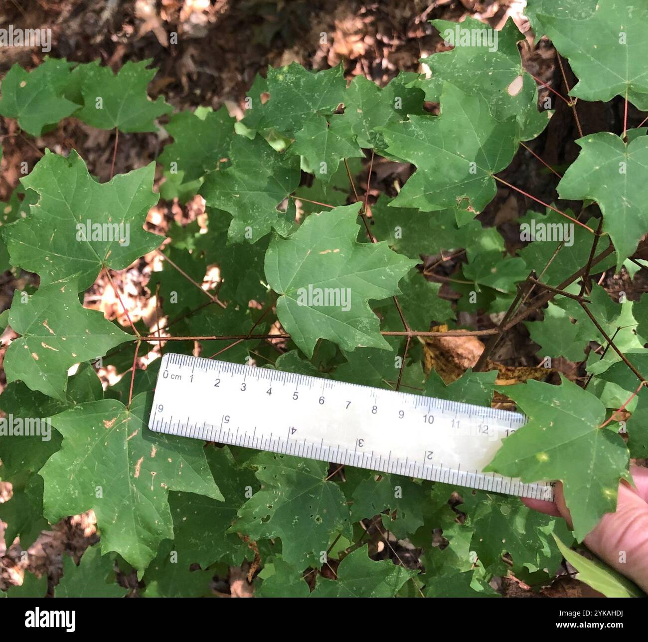 Acer leucoderme hi-res stock photography and images - Alamy