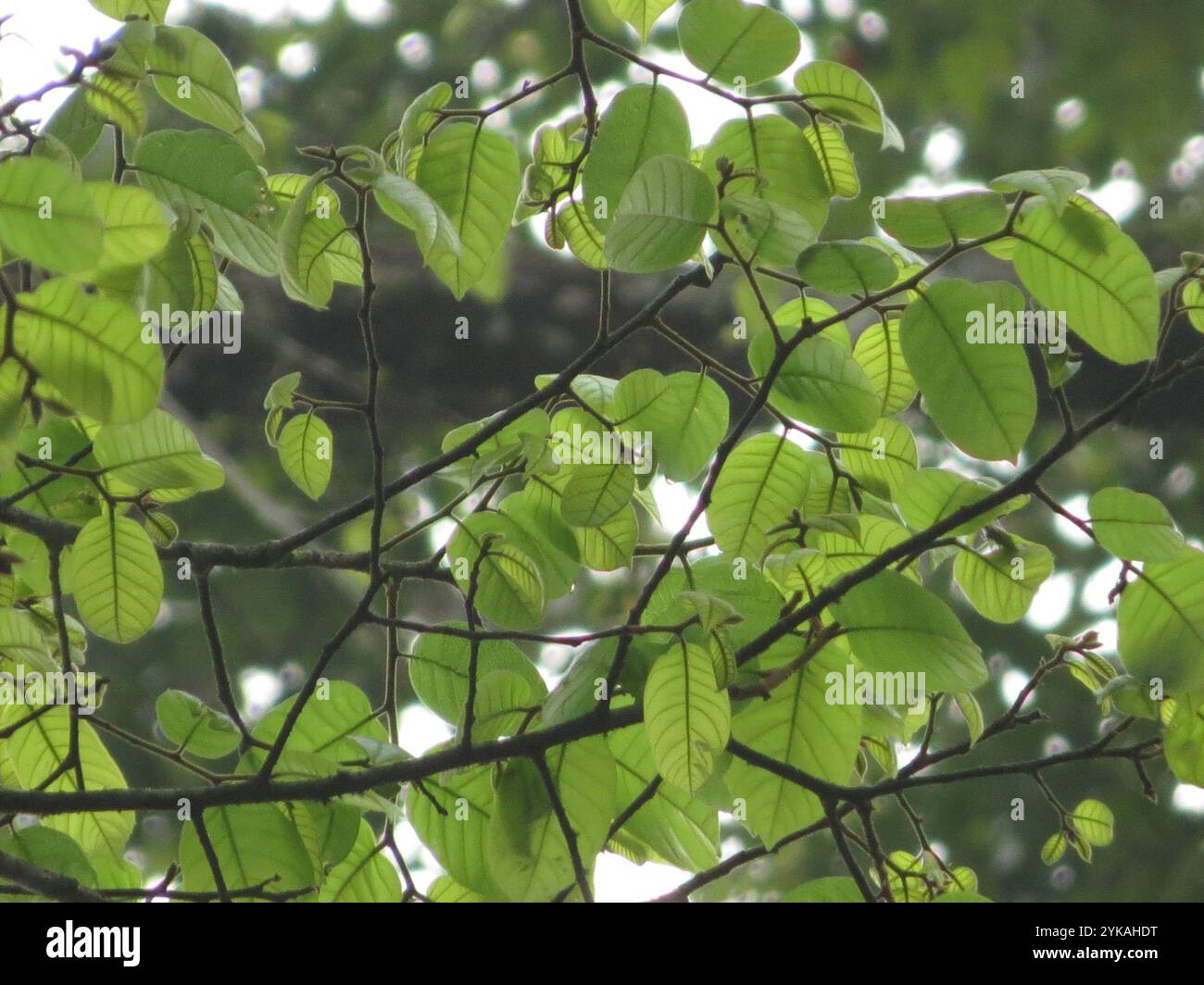 Upas tree hi-res stock photography and images - Alamy