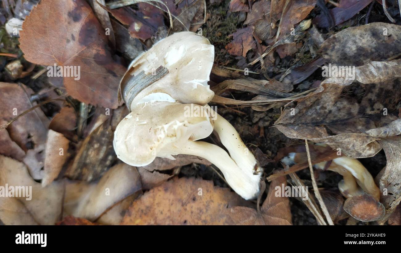 Fragrant Funnel (Clitocybe fragrans Stock Photo - Alamy