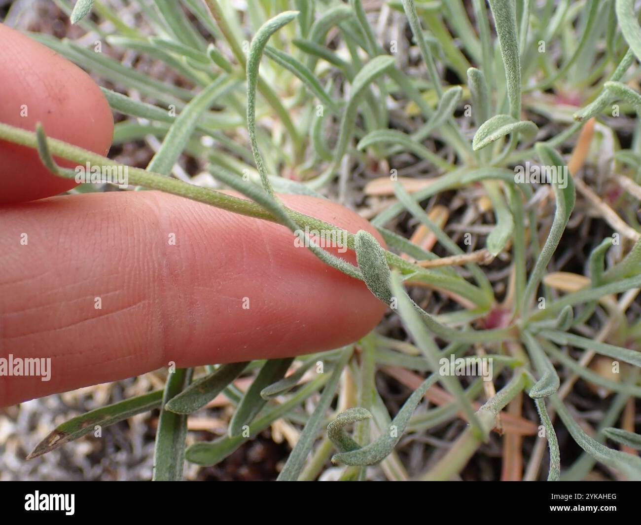 Desert Yellow Fleabane (Erigeron linearis Stock Photo - Alamy
