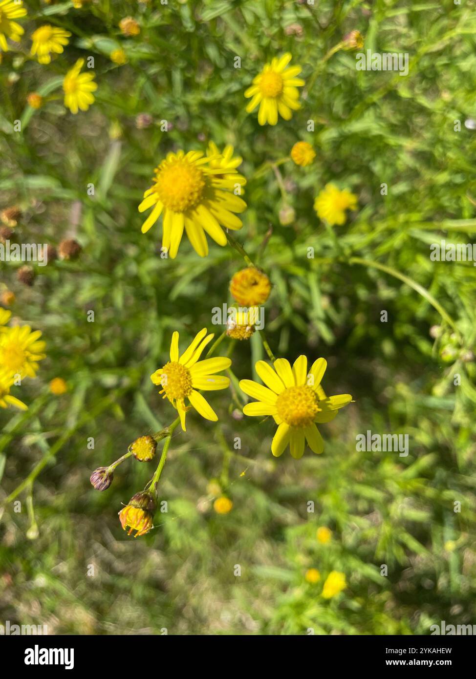 Senecio madagascariensis hi-res stock photography and images - Alamy