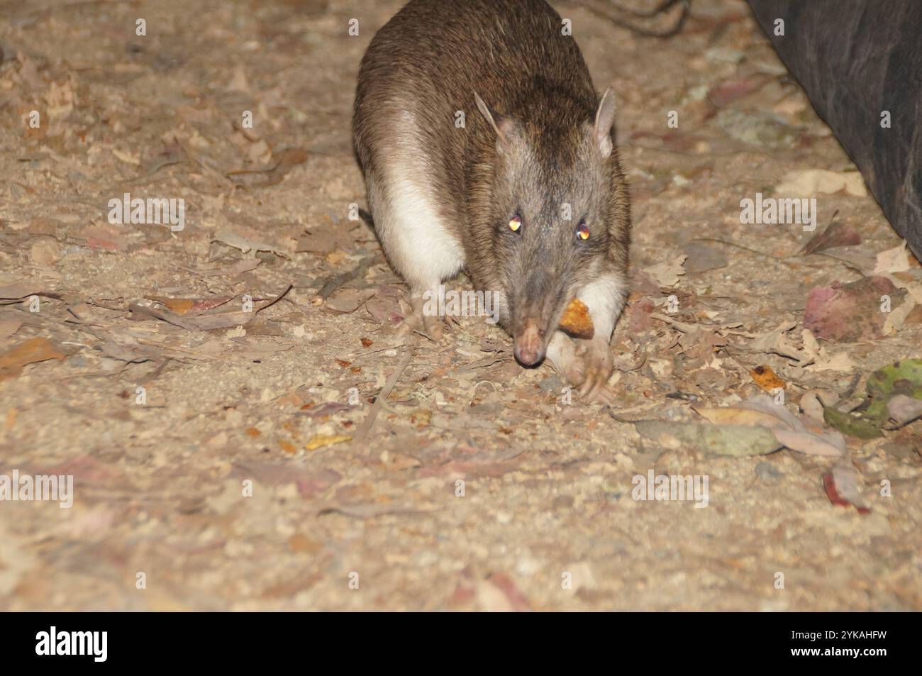 Long-nosed Bandicoot (Perameles nasuta Stock Photo - Alamy