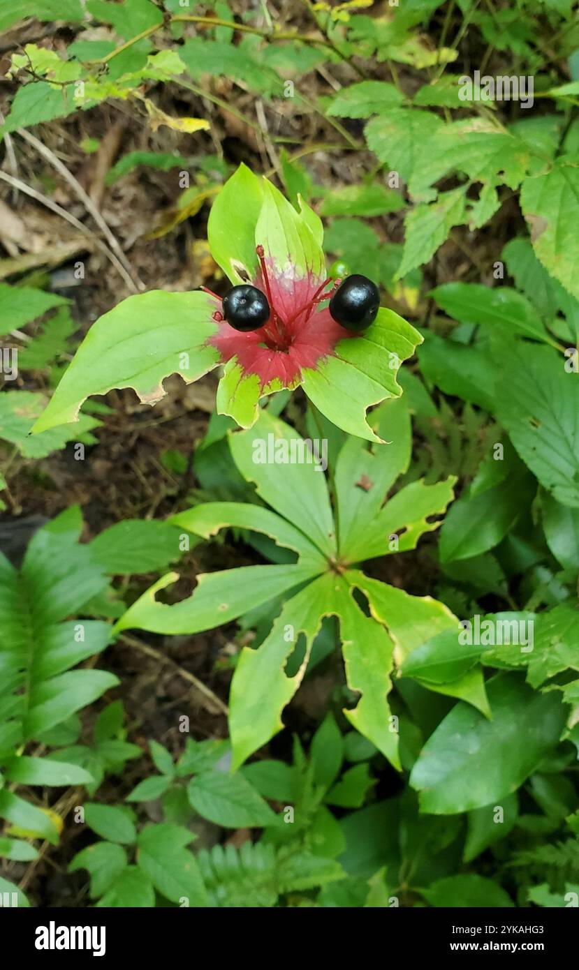Cucumber Root (Medeola virginiana Stock Photo - Alamy