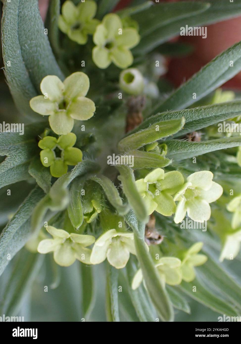 western stoneseed (Lithospermum ruderale Stock Photo - Alamy