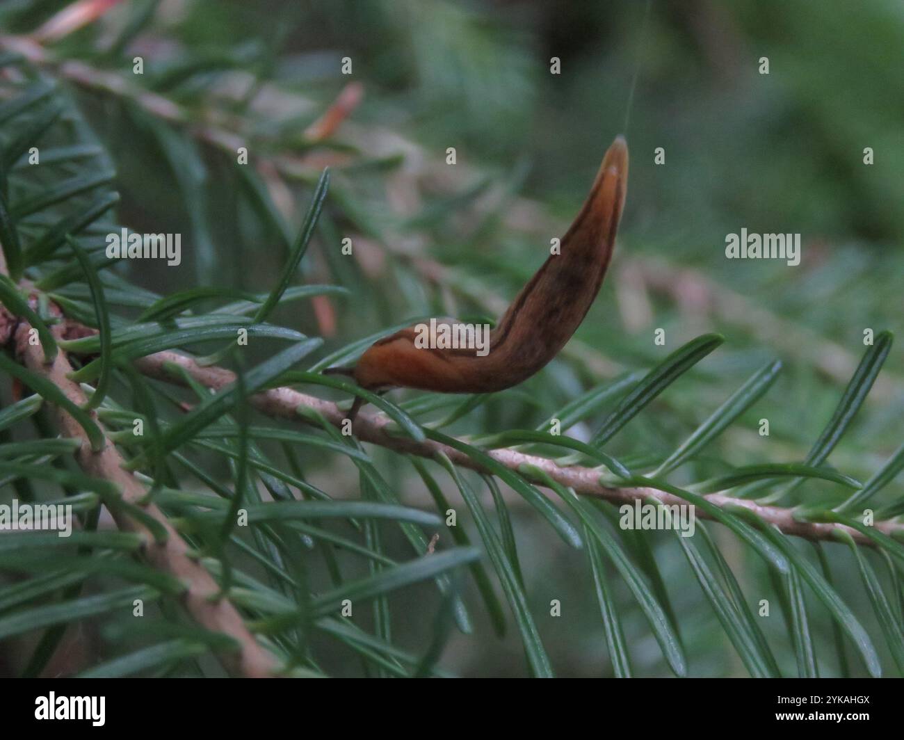 Taildropper Slugs (Prophysaon Stock Photo - Alamy