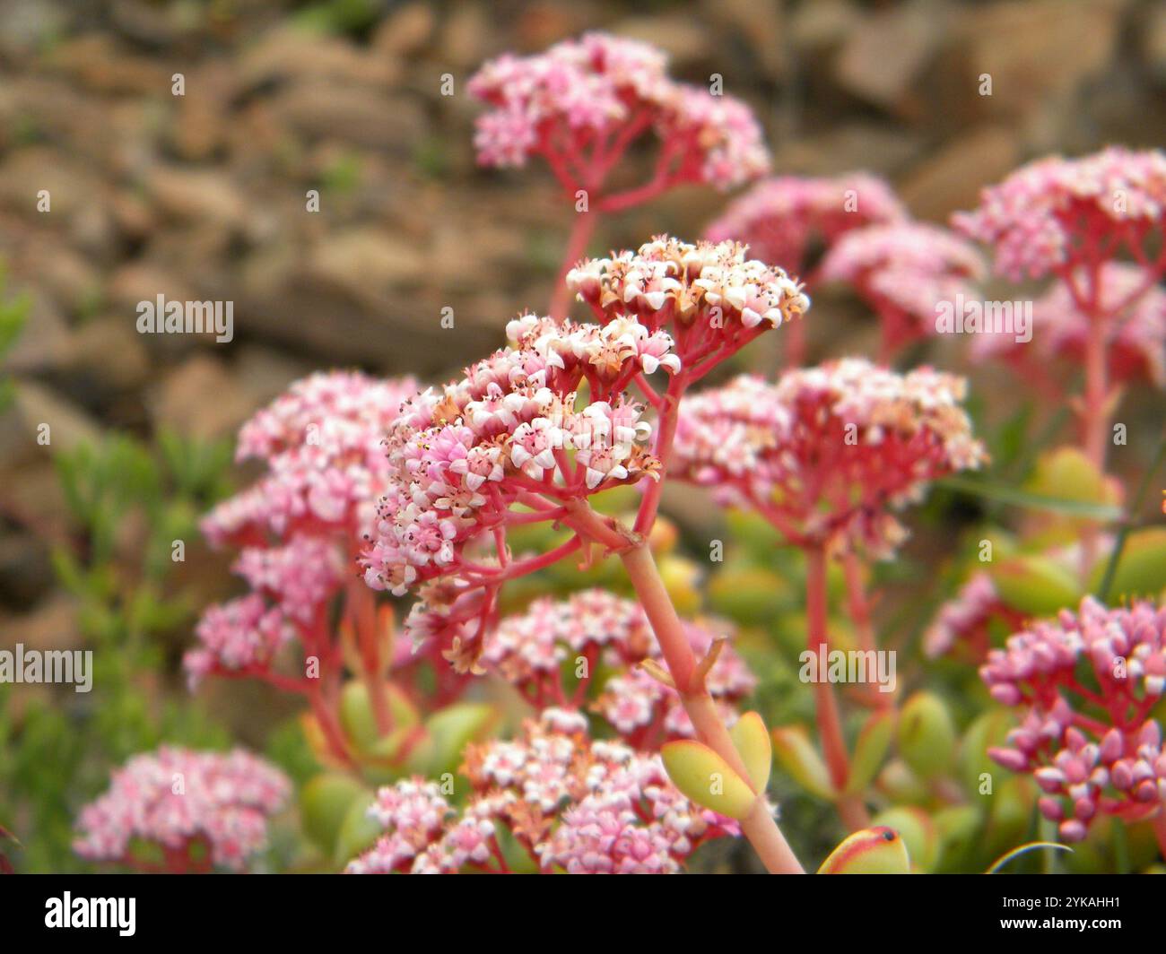 Kebab Bush (Crassula rupestris Stock Photo - Alamy