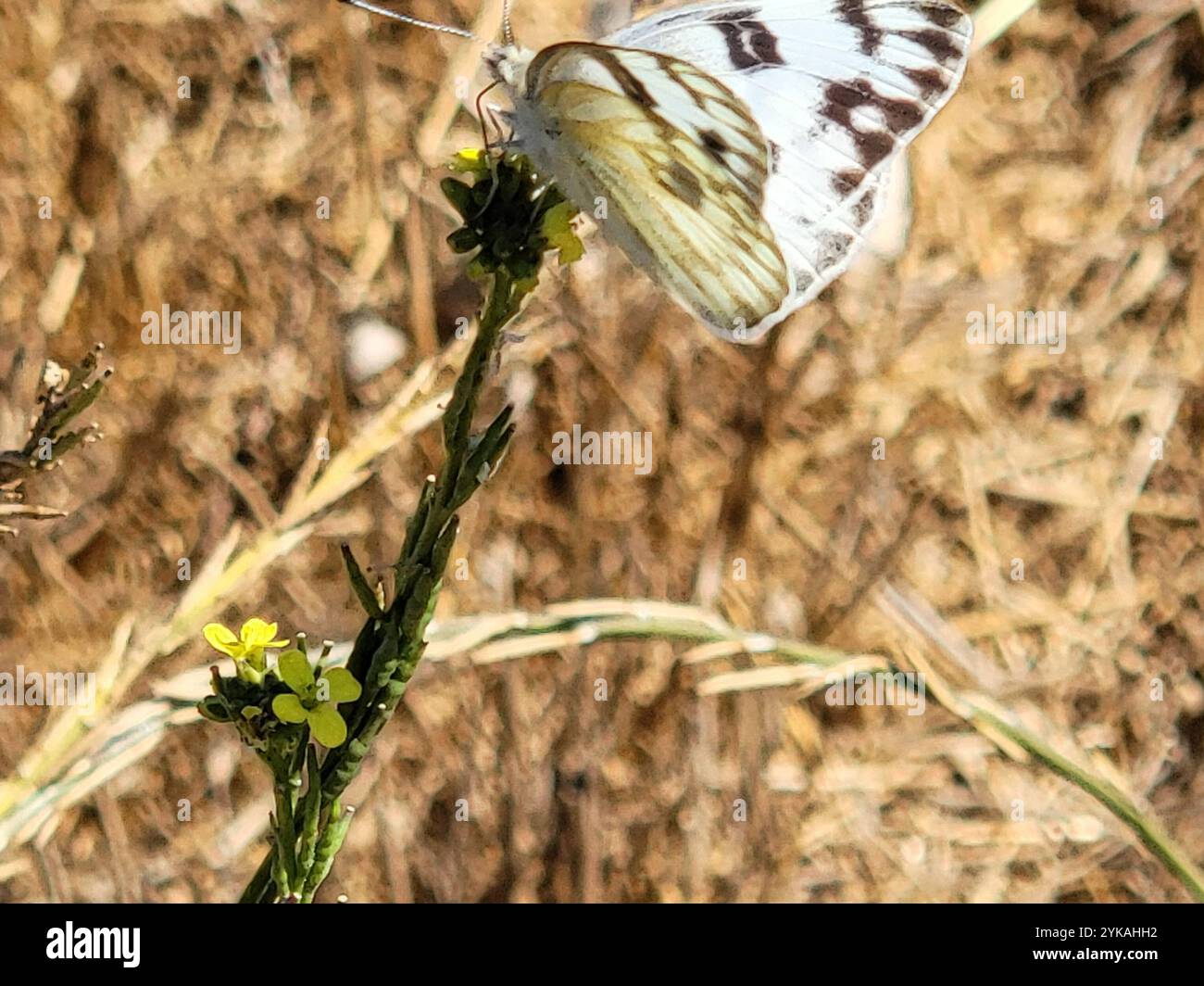 Checkered White (Pontia protodice Stock Photo - Alamy