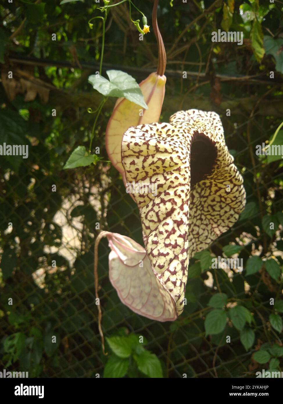 pelican flower (Aristolochia grandiflora Stock Photo - Alamy
