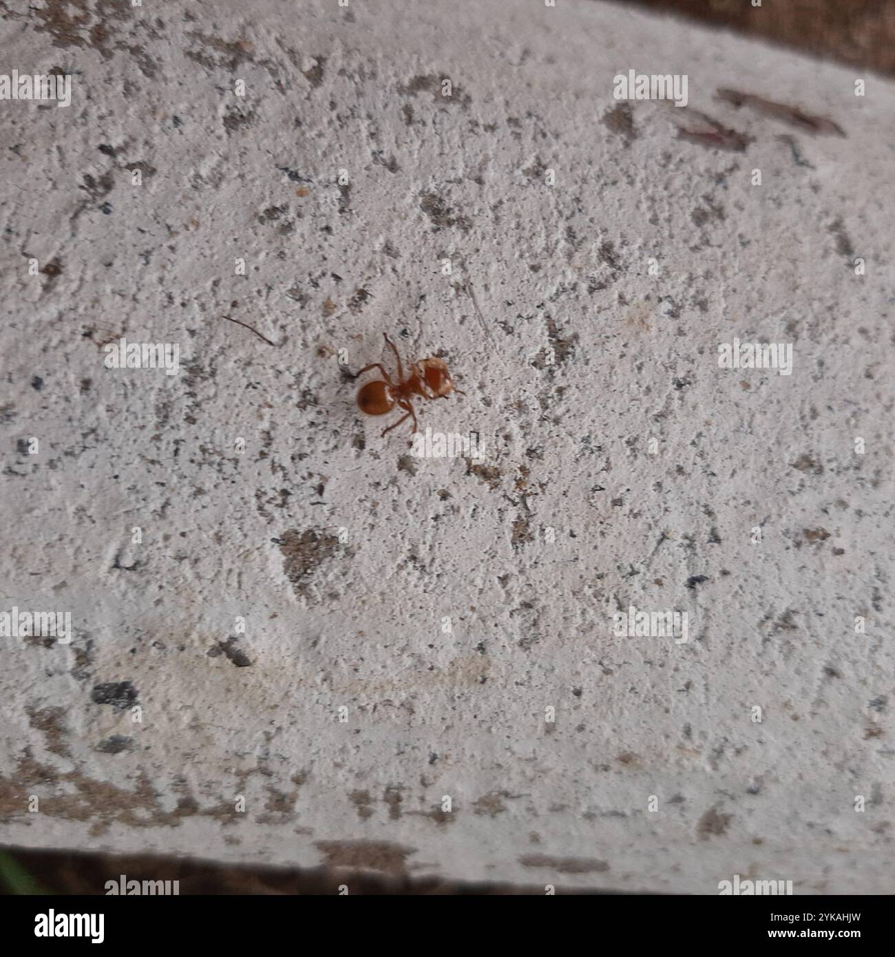 Cephalotes clypeatus hi-res stock photography and images - Alamy