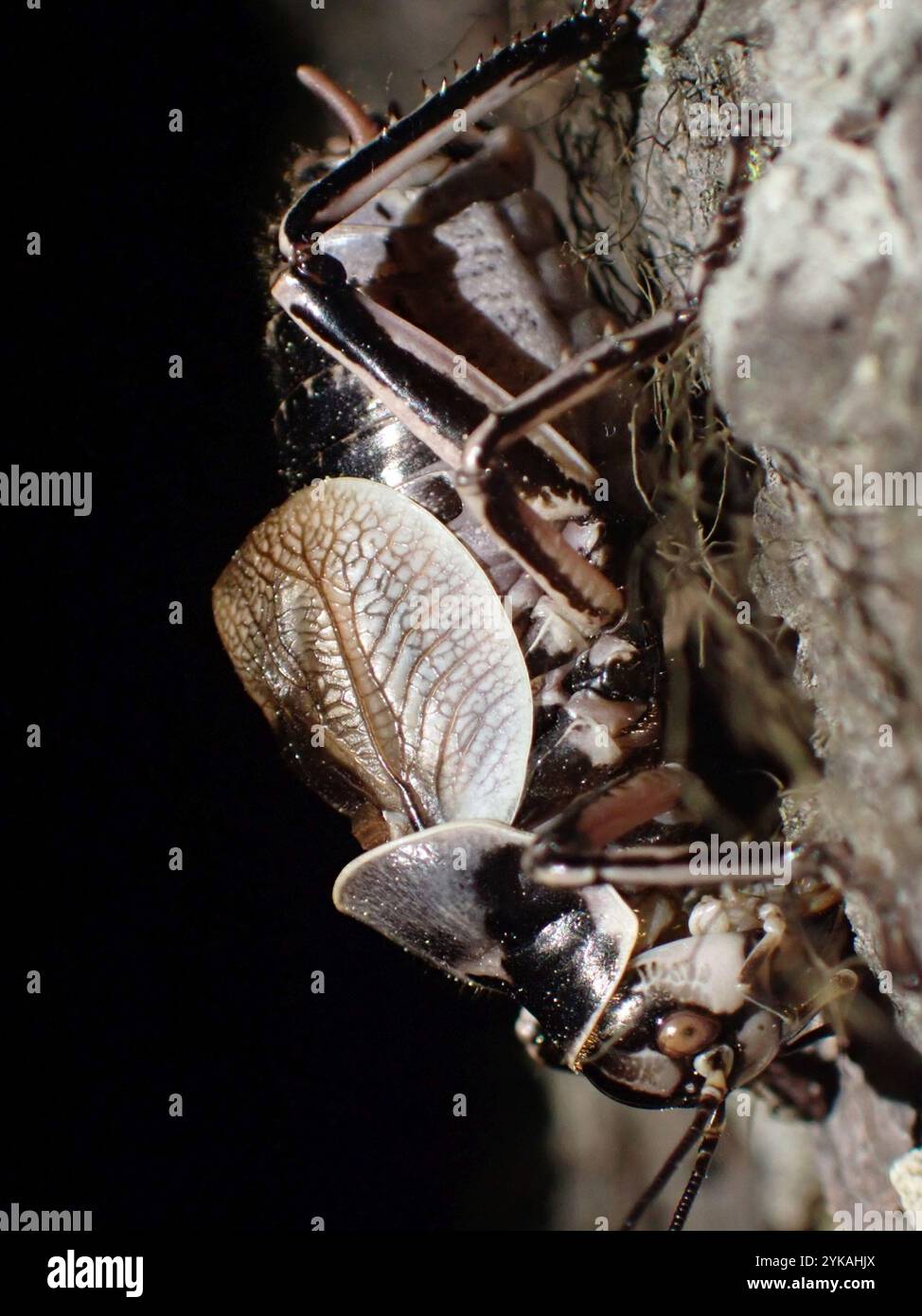 Great Grig (Cyphoderris monstrosa Stock Photo - Alamy