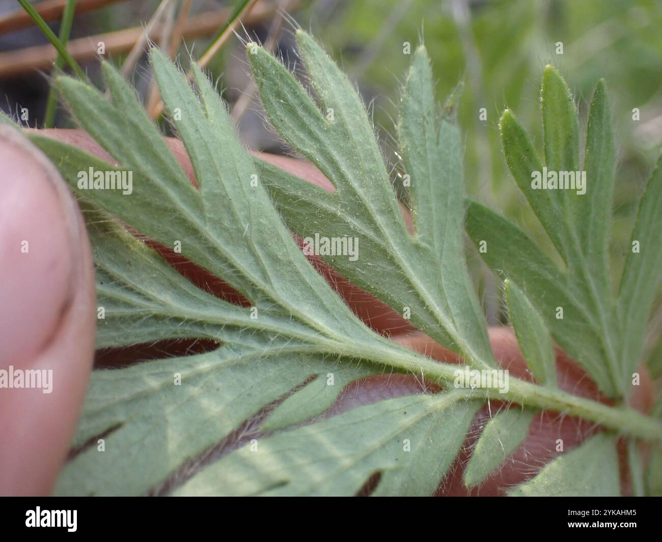 prairie smoke (Geum triflorum Stock Photo - Alamy