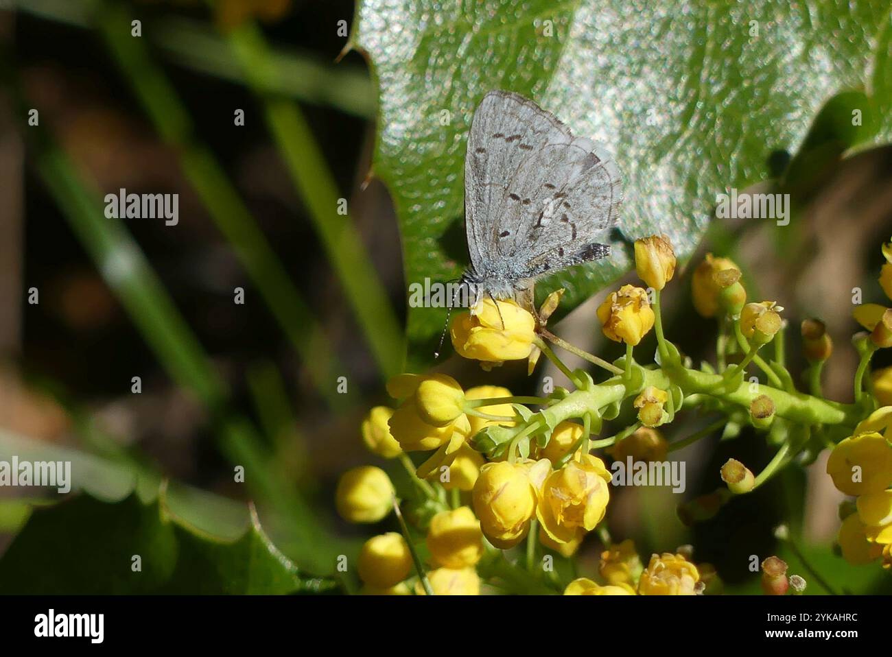 Echo Azure (Celastrina echo Stock Photo - Alamy