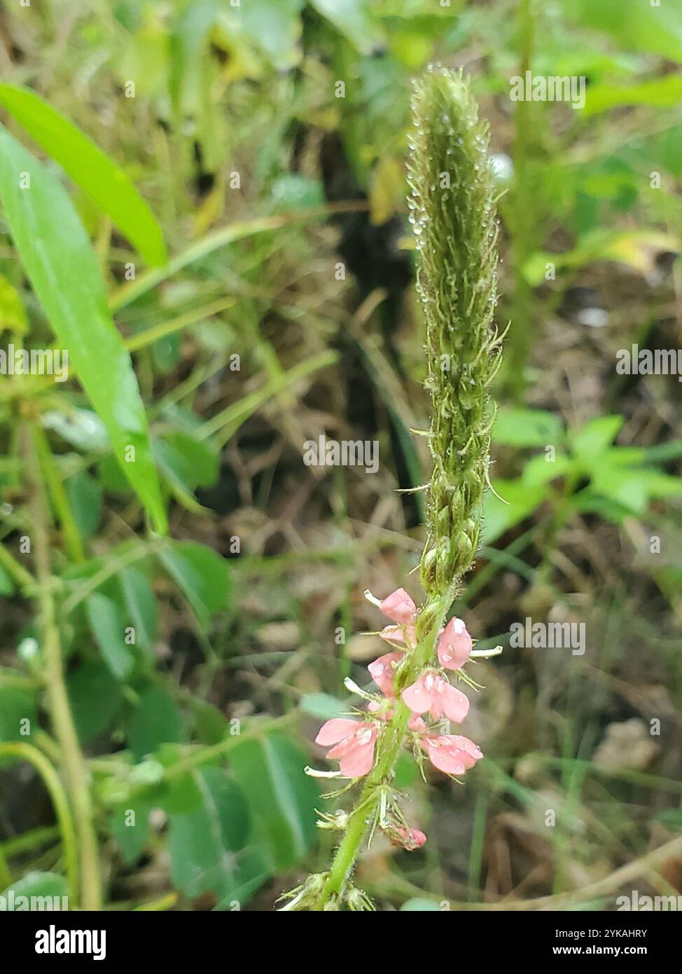 Hairy indigo indigofera hirsuta hi-res stock photography and images - Alamy