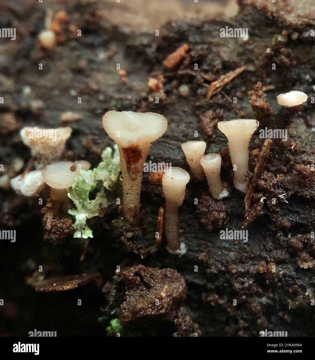 Macrospora hi-res stock photography and images - Alamy
