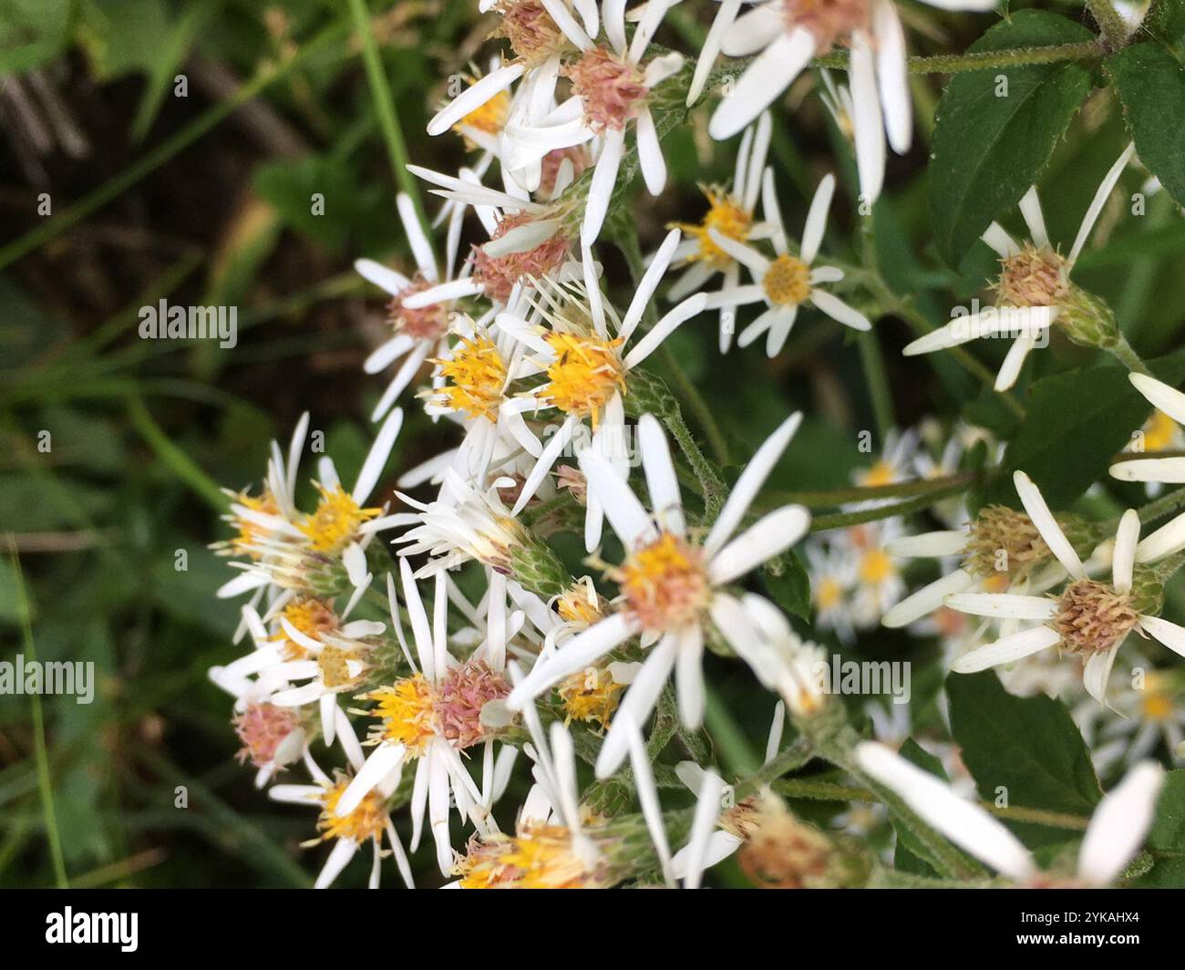 White Wood Aster (Eurybia divaricata Stock Photo - Alamy
