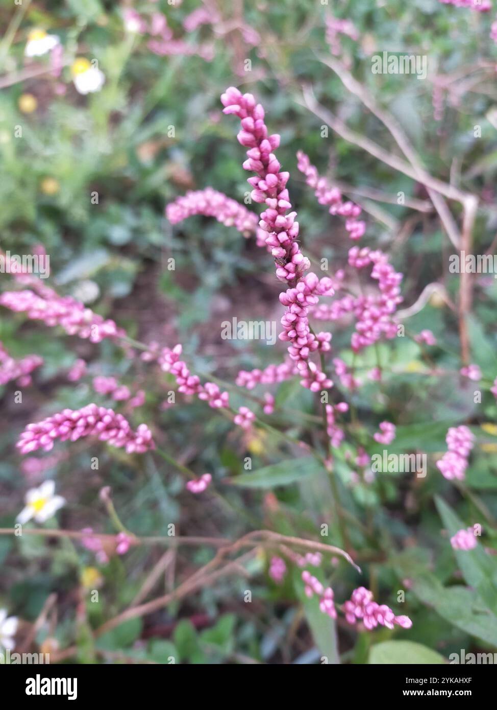 low smartweed (Persicaria longiseta Stock Photo - Alamy