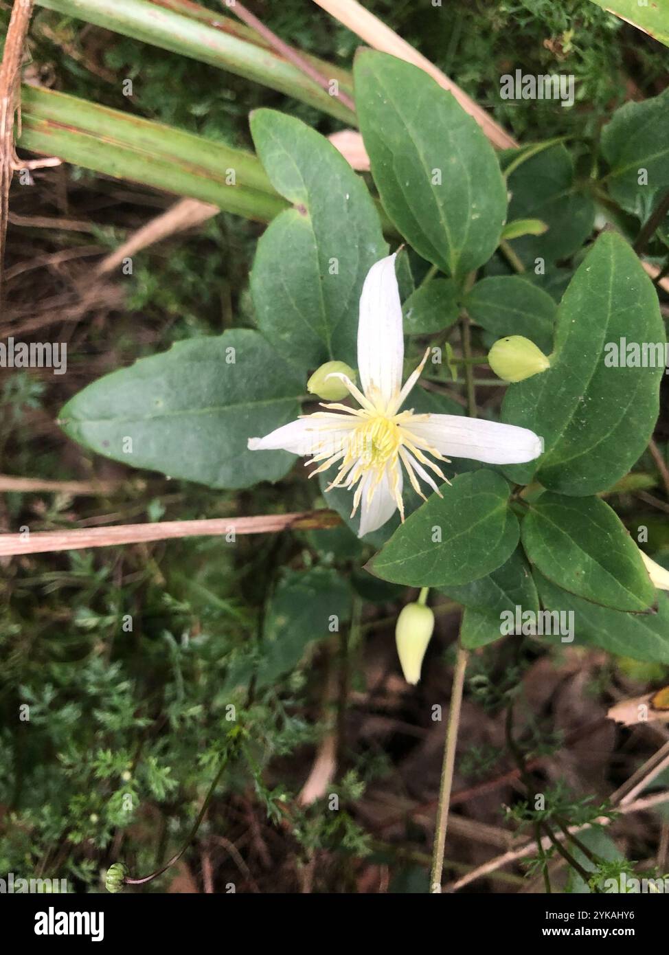Australian Clematis (Clematis aristata Stock Photo - Alamy