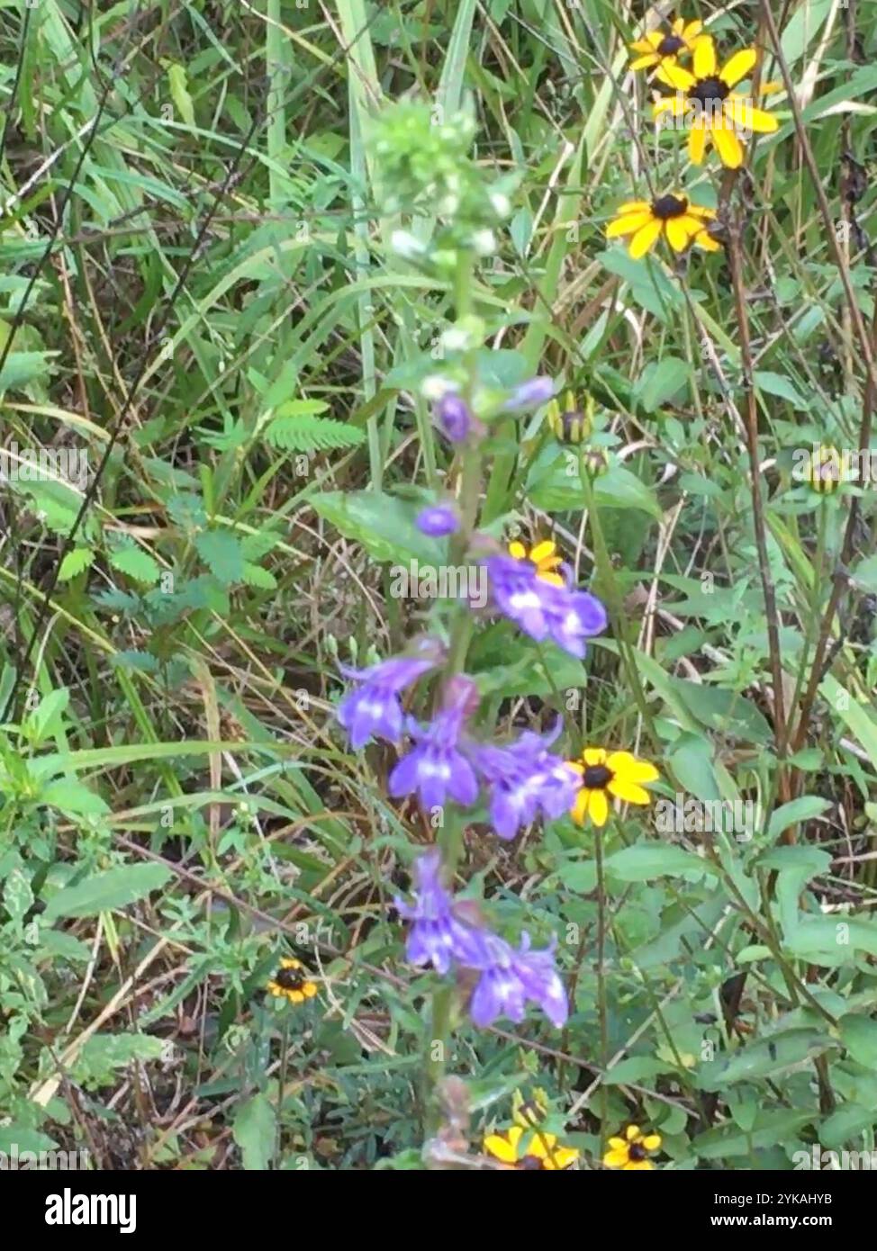 downy lobelia (Lobelia puberula Stock Photo - Alamy