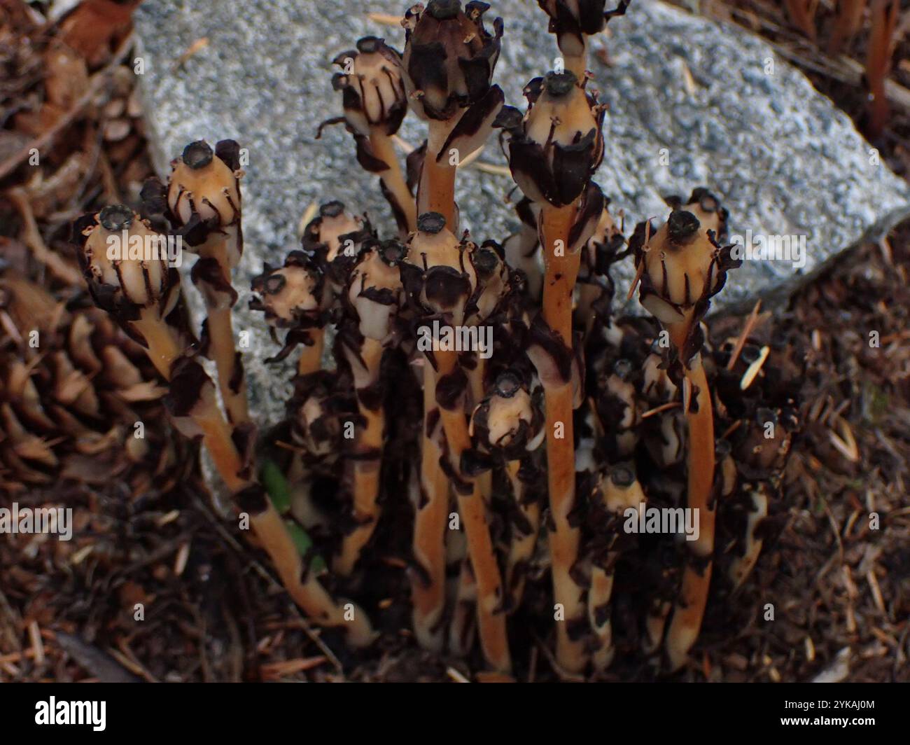 Ghost Pipe (Monotropa uniflora Stock Photo - Alamy