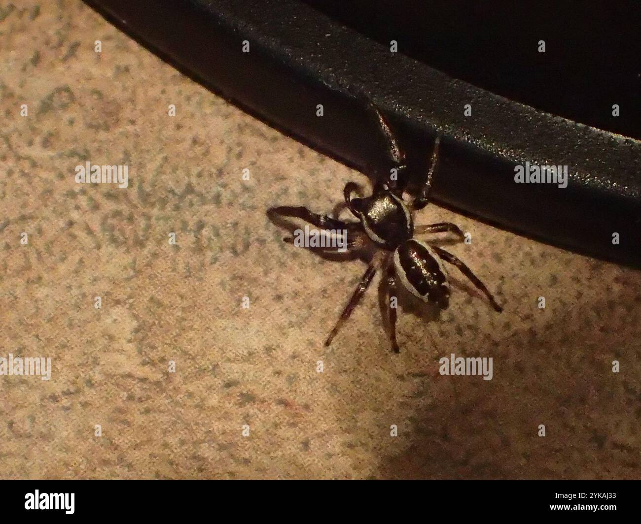 Bronze Jumping Spider (Eris militaris Stock Photo - Alamy