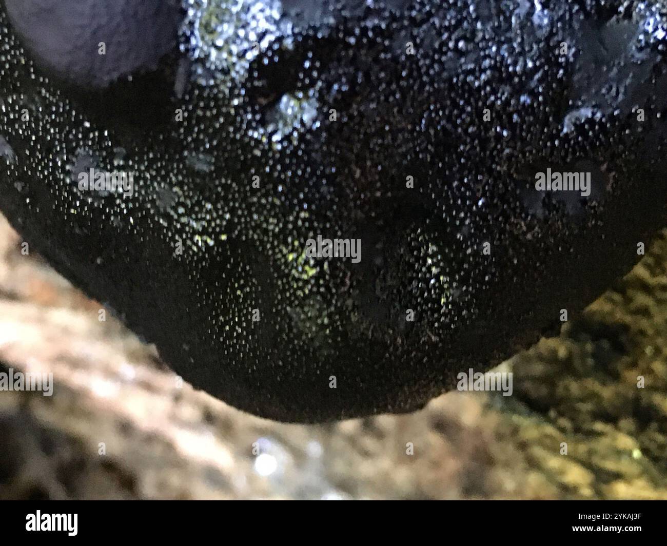 Dog's nose fungus (Camarops petersii Stock Photo - Alamy