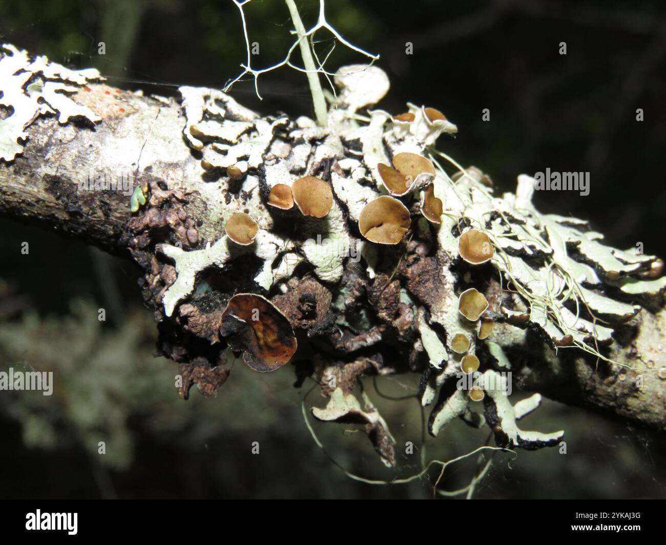 Tube Lichens (Hypogymnia Stock Photo - Alamy
