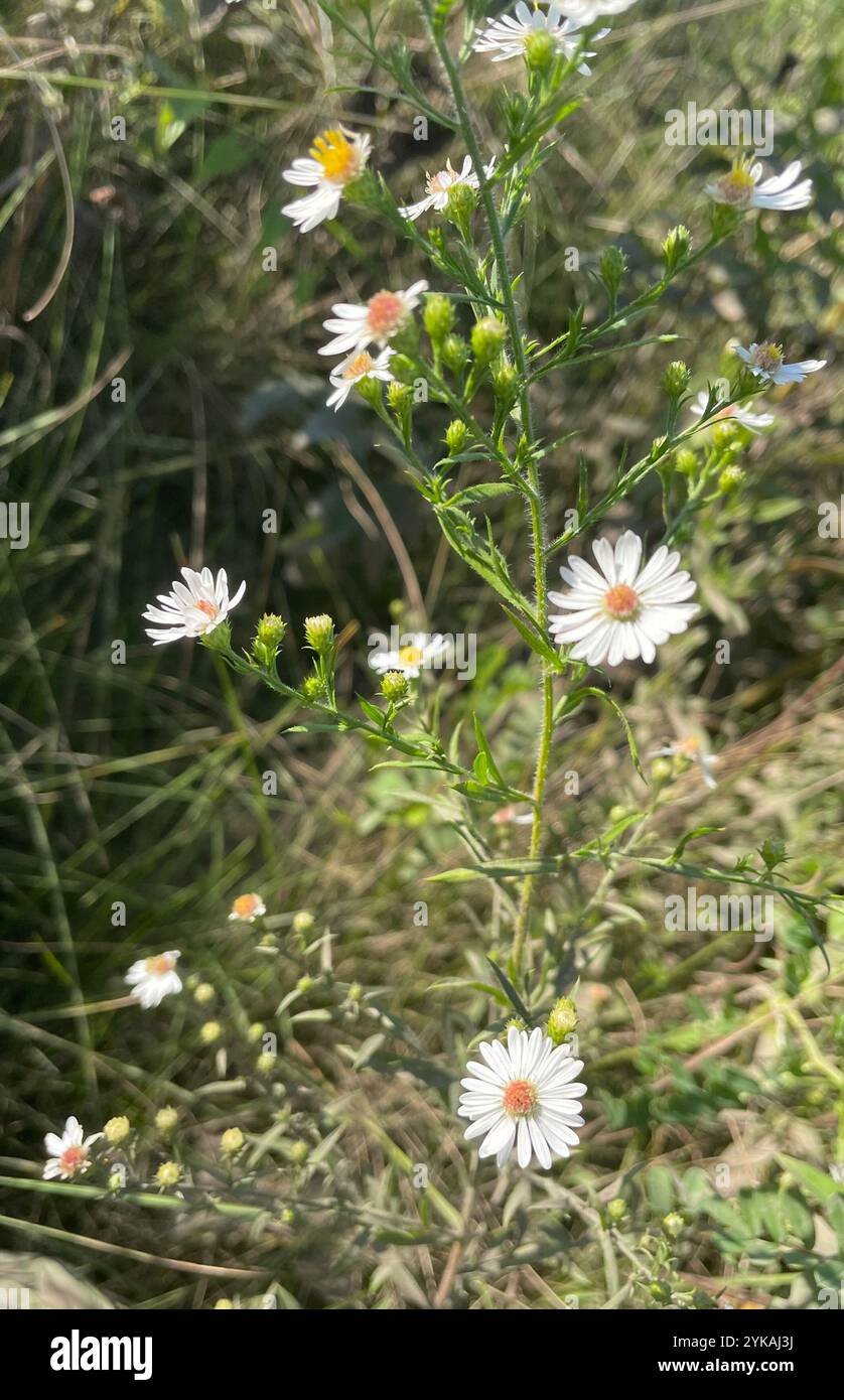 hairy white oldfield aster (Symphyotrichum pilosum Stock Photo - Alamy