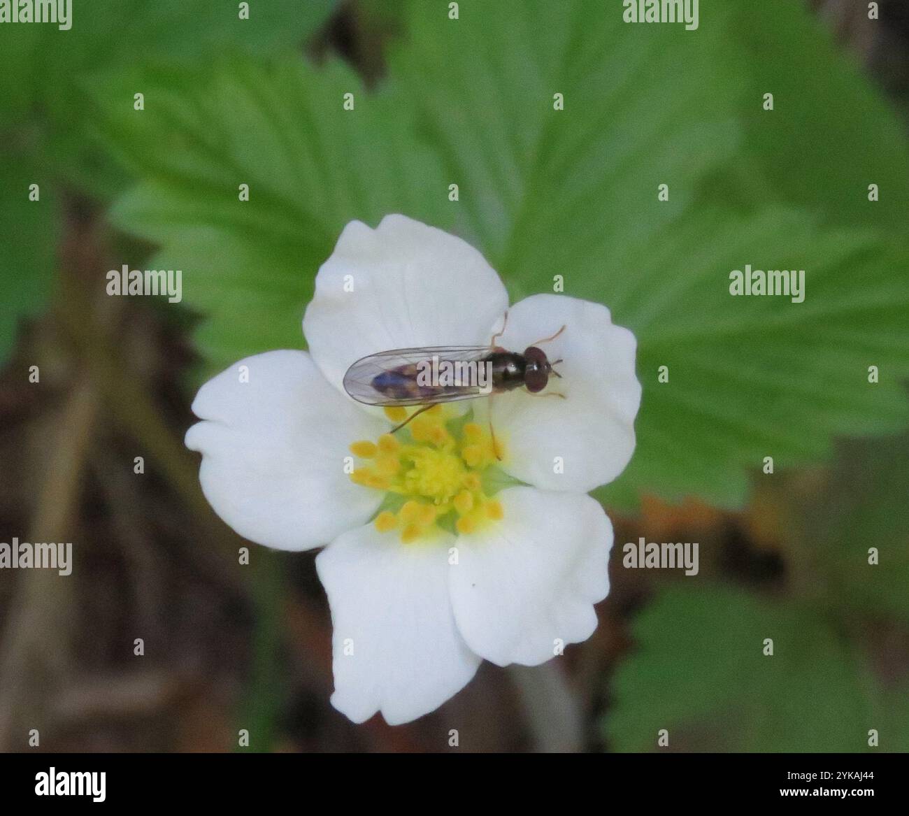 Variable Duskyface Fly (Melanostoma mellinum Stock Photo - Alamy