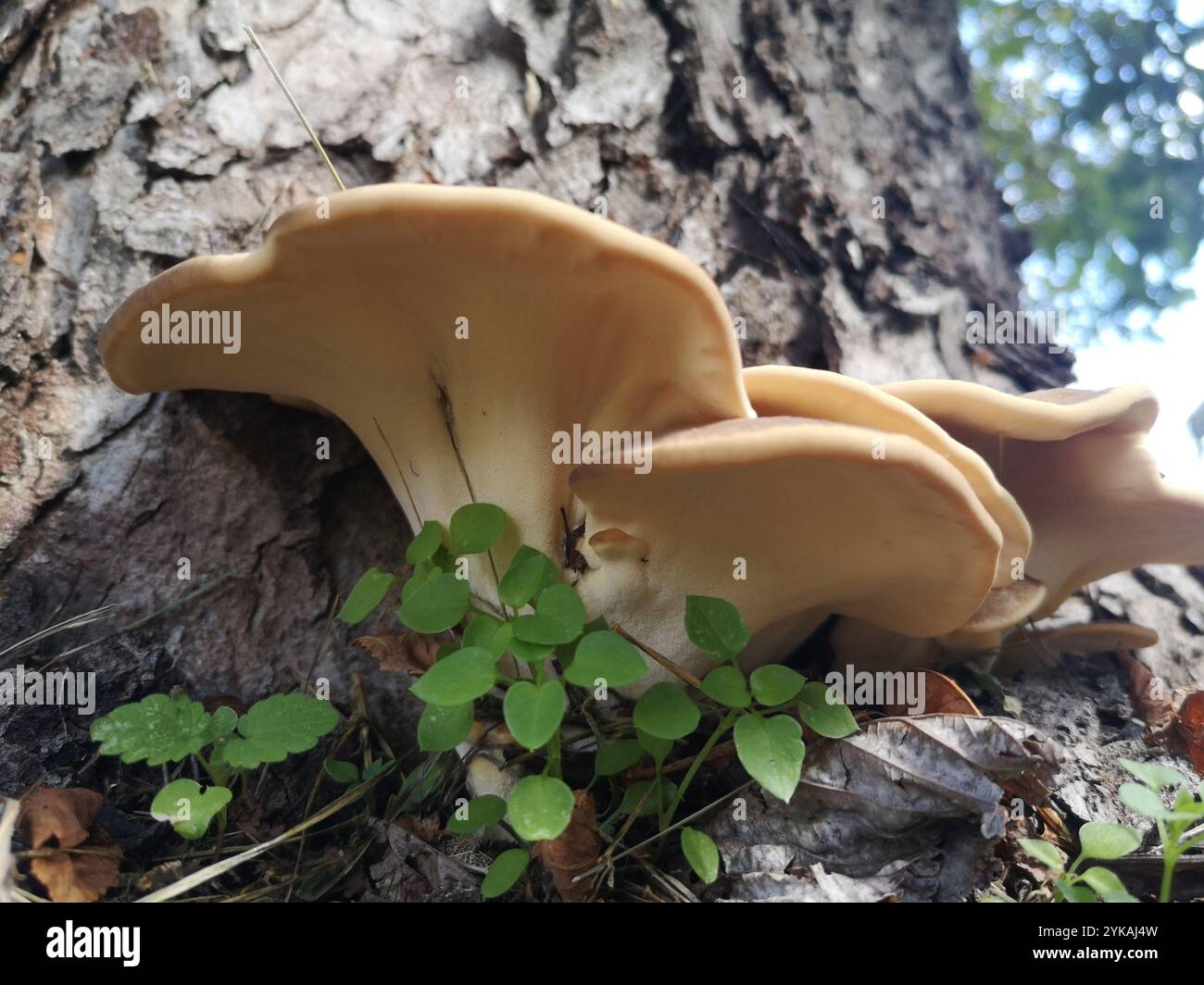 Giant Polypore (Meripilus giganteus Stock Photo - Alamy