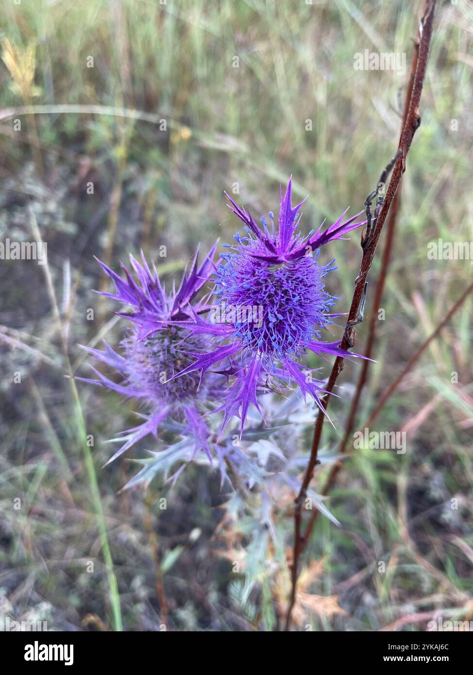 Leavenworth's eryngo (Eryngium leavenworthii Stock Photo - Alamy