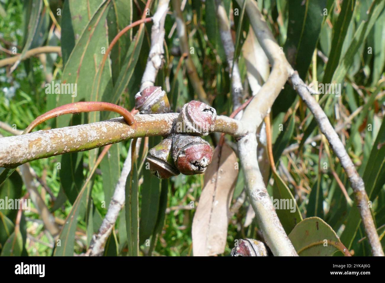 Victorian blue gum (Eucalyptus bicostata Stock Photo - Alamy